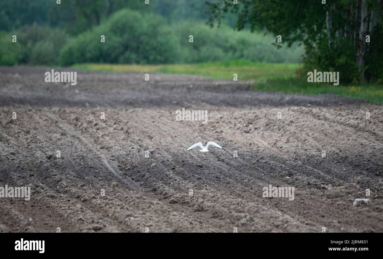A cultivated field. Land prepared for sowing grain. Freshly cultivated ...