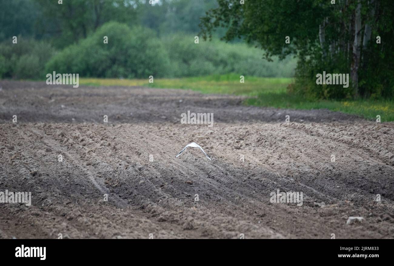 A cultivated field. Land prepared for sowing grain. Freshly cultivated ...