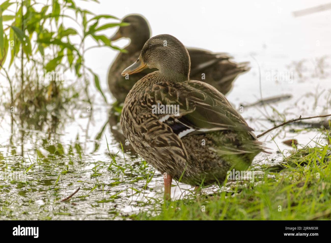 Wild ducks in the grass on the banks of the Danube near the city of ...