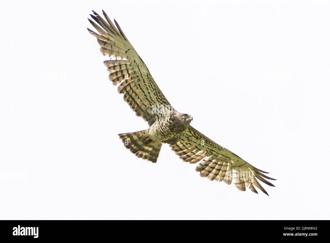 Eagle with a snake in its beak hi-res stock photography and images - Alamy