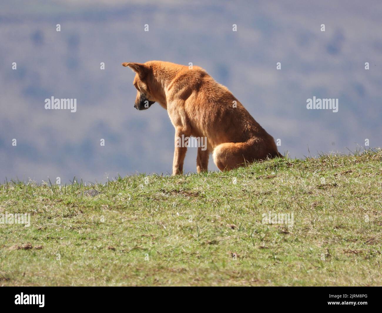 A stray dog sitting on the grass at the edge of a mountain on a sunny ...