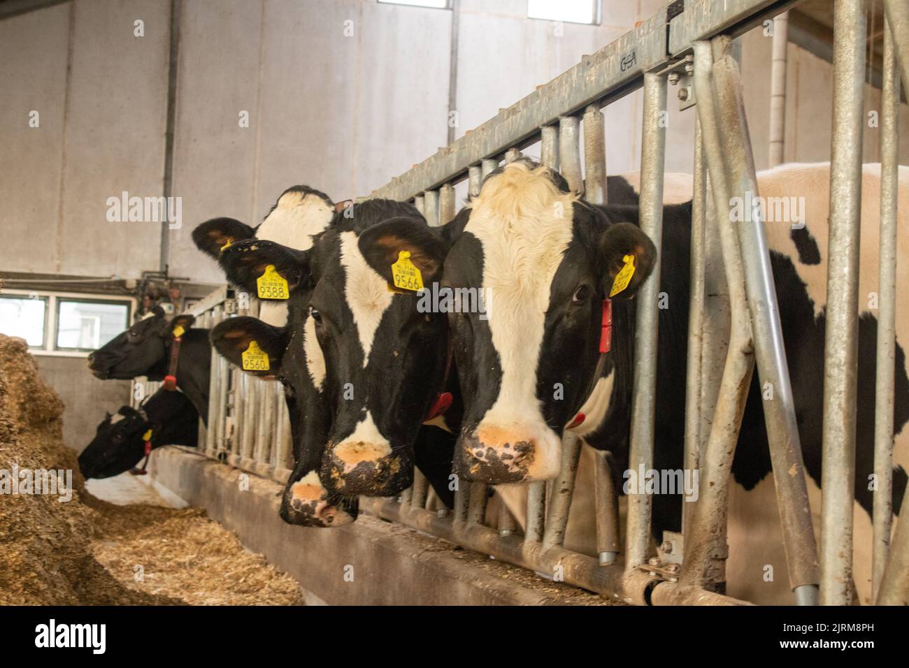 A closeup of cows with yellow ear tags on a dairy farm Stock Photo - Alamy