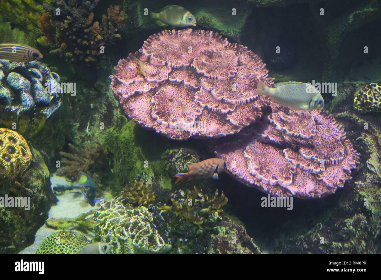A closeup of a pink coral reef with fish underwater Stock Photo - Alamy