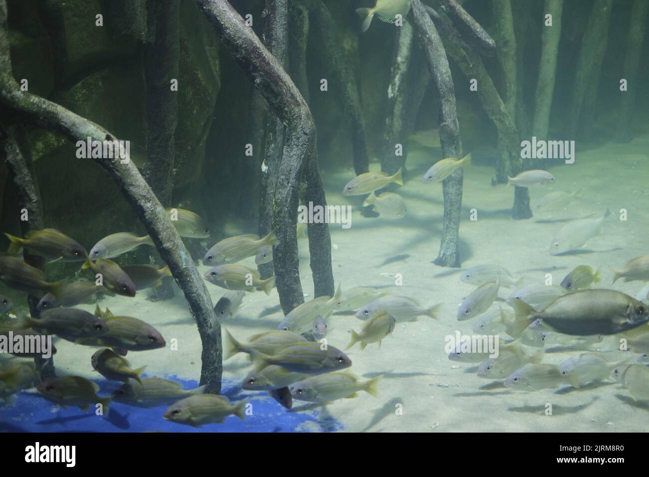 A shoal of various fish underwater Stock Photo - Alamy