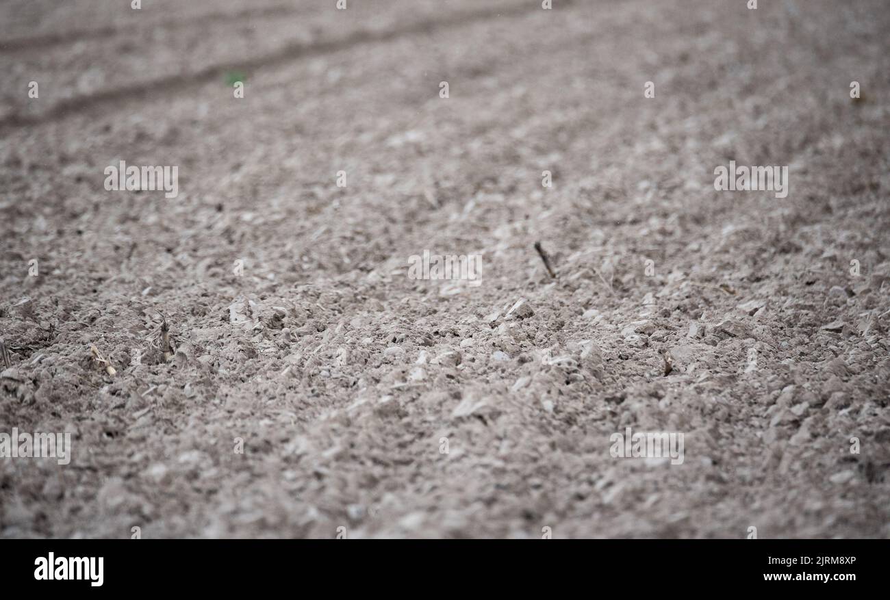 A cultivated field. Land prepared for sowing grain. Freshly cultivated ...
