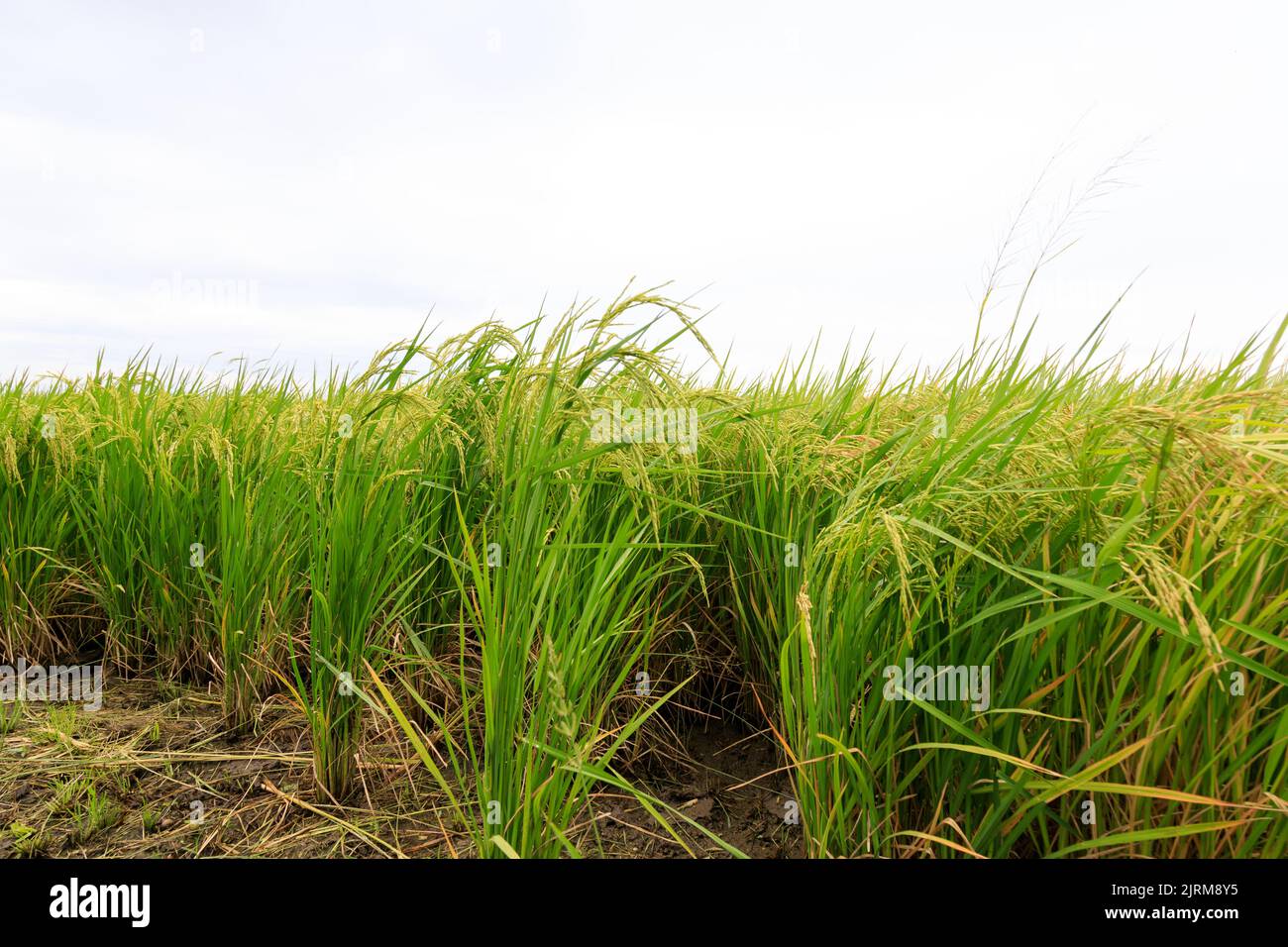 Rice field organic and natural concept Stock Photo - Alamy