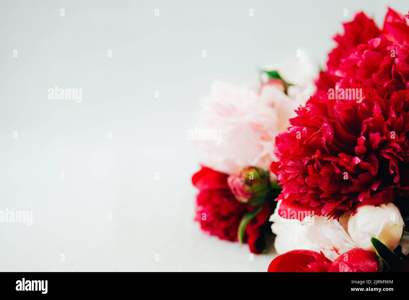 Pink and red Peony flowers close-up background Stock Photo - Alamy