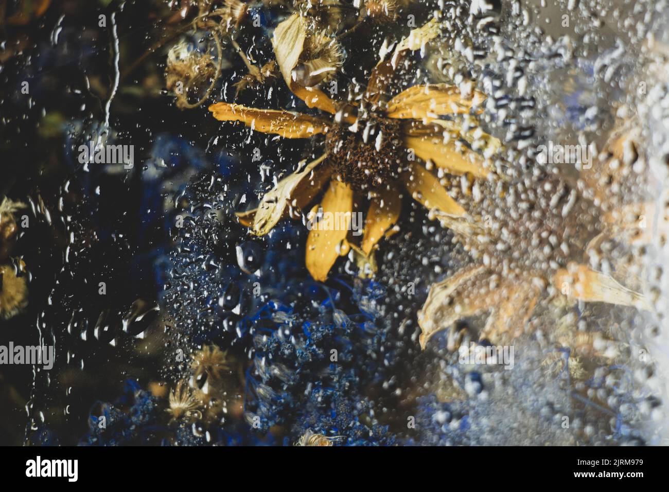 a bouquet of wild blue and yellow flowers dried up behind wet glass as ...