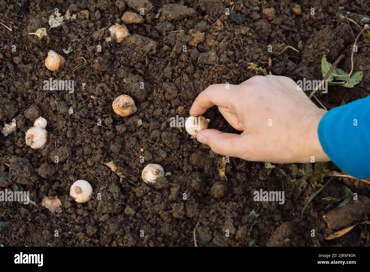 a hand holds a muscari bulb before planting in the ground Stock Photo ...