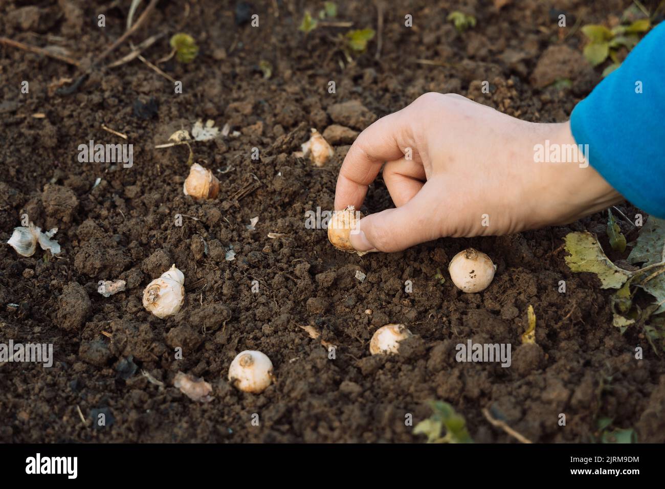 a hand holds a muscari bulb before planting in the ground Stock Photo ...