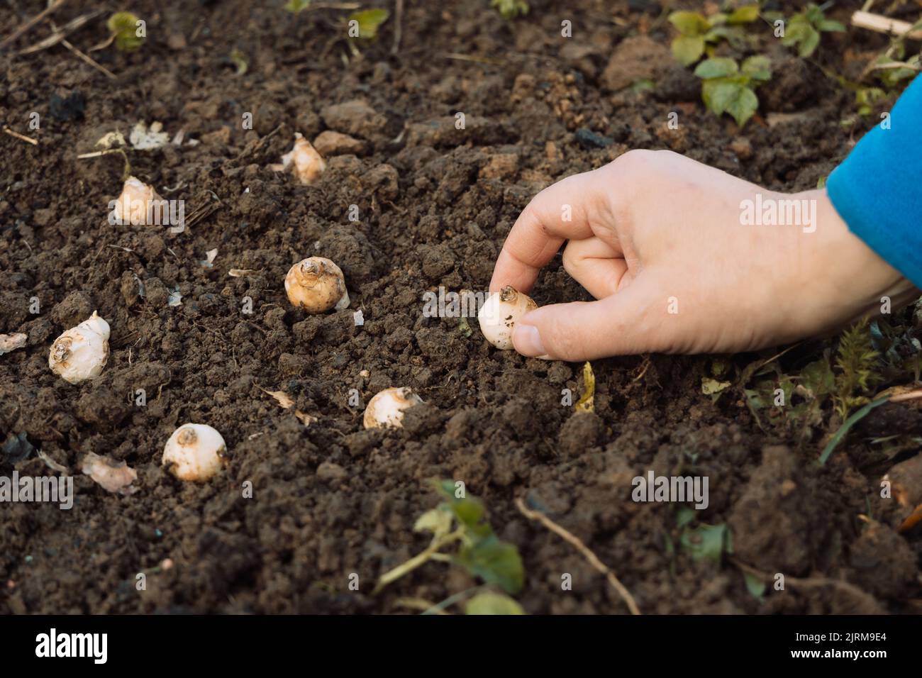 a hand holds a muscari bulb before planting in the ground Stock Photo ...