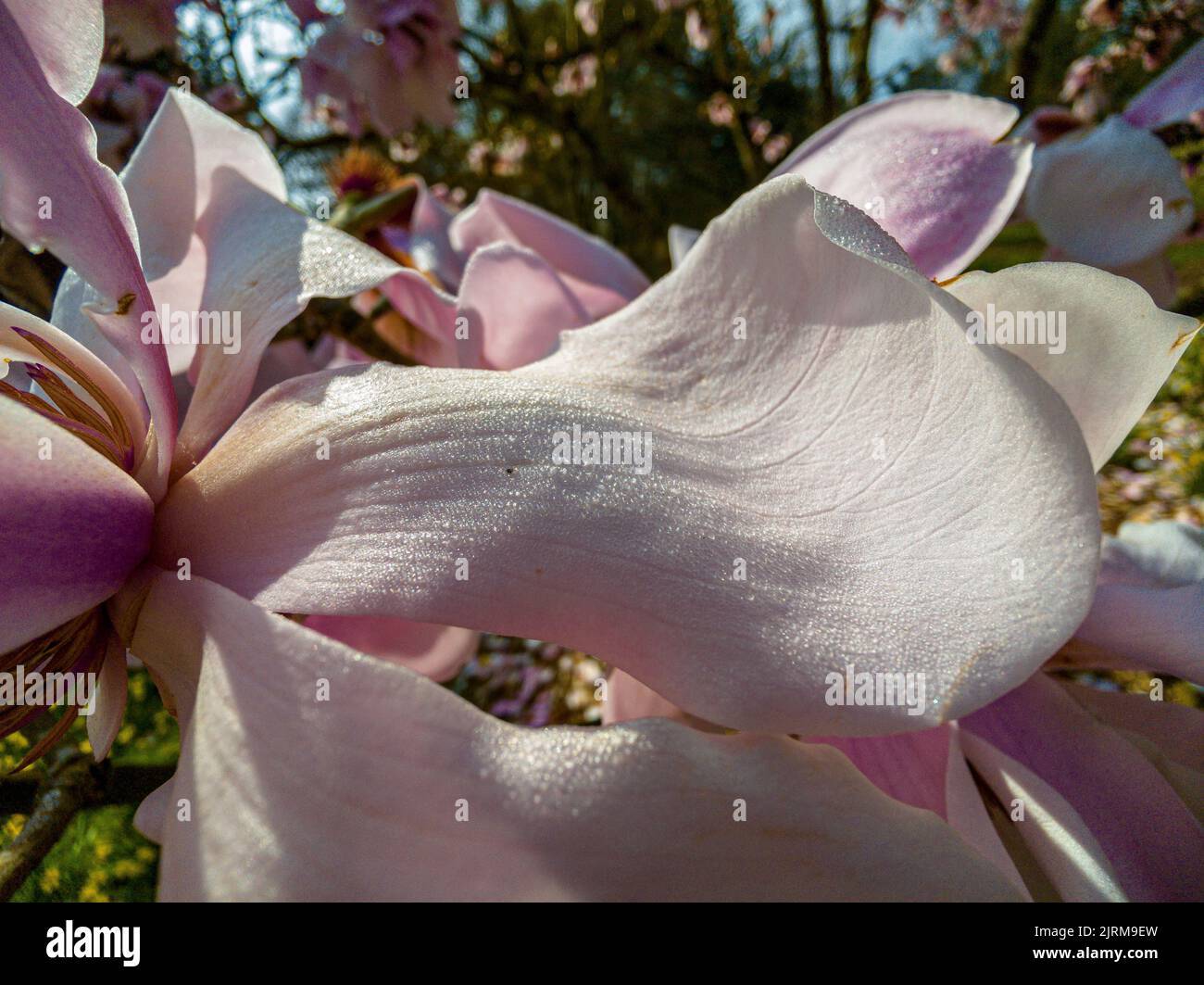 Pierre magnol tree hi-res stock photography and images - Alamy