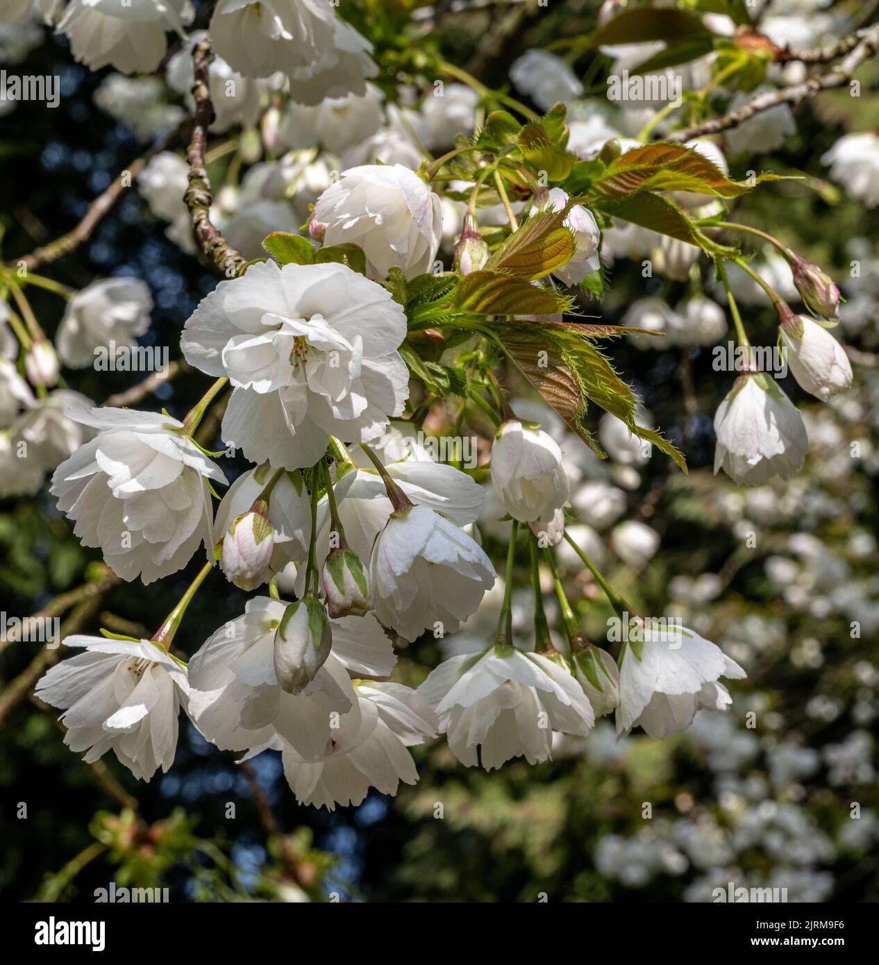 Cherry Blossom - Japanese Cherry, Prunus Shirotae Stock Photo - Alamy