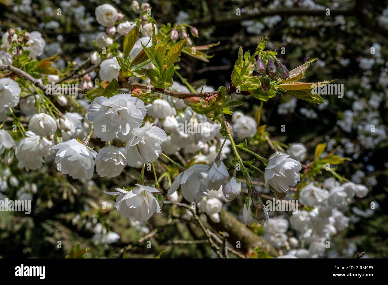 Cherry Blossom - Japanese Cherry, Prunus Shirotae Stock Photo - Alamy