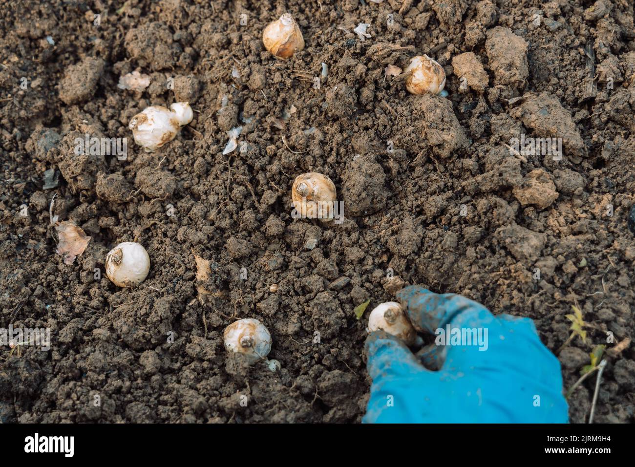 a hand holds a muscari bulb before planting in the ground Stock Photo ...