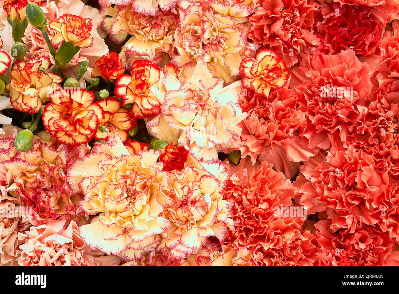 Carnation texture hi-res stock photography and images - Alamy