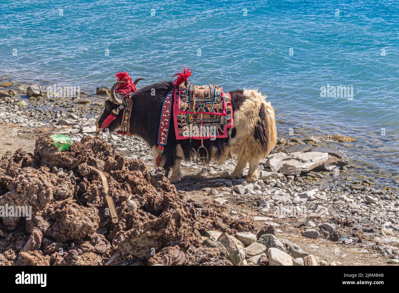 Also known as the tartary ox hi-res stock photography and images - Alamy