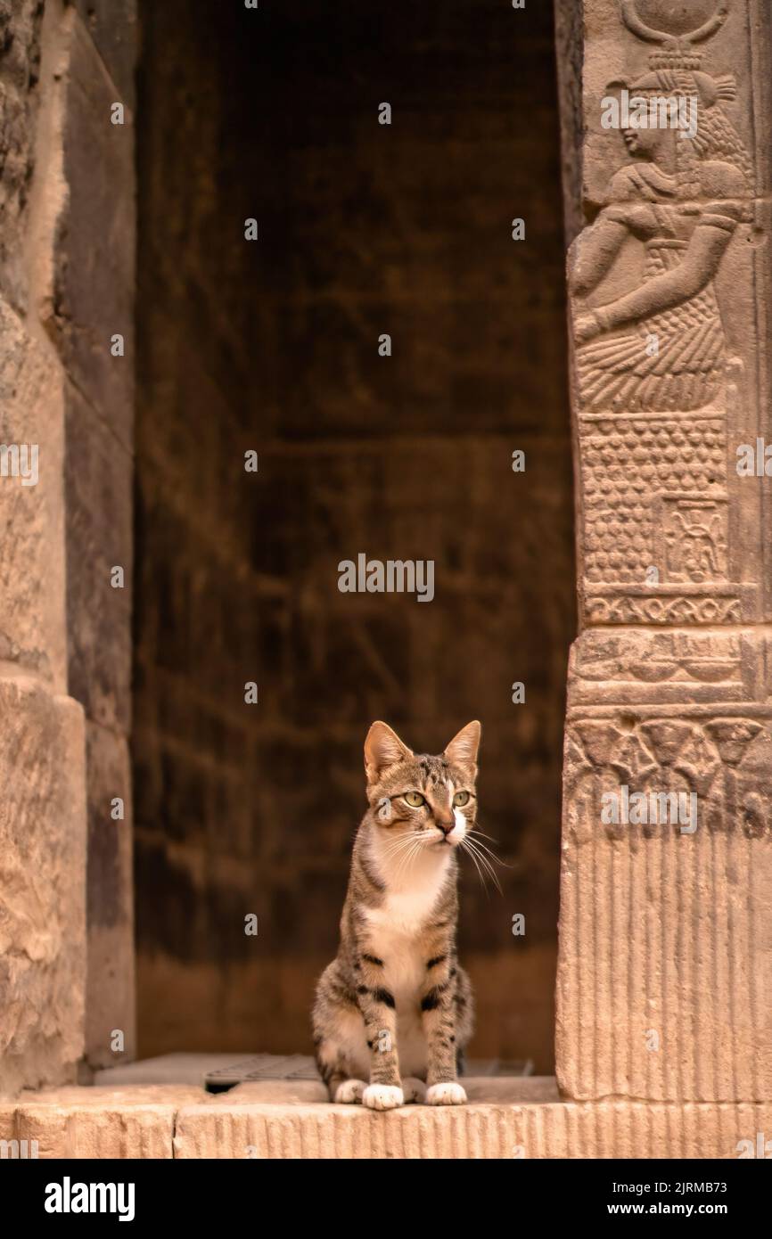 Egypt cat wall hi-res stock photography and images - Alamy