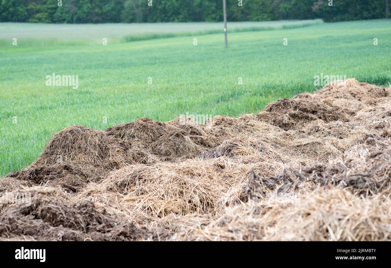 Manure in the field. Natural methods of fertilizing the land. Spring ...