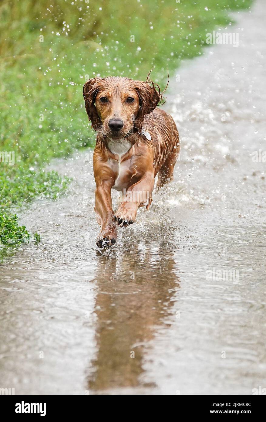 Hunter, a long haired Dachshund, at the Ingrebourne Valley Nature ...