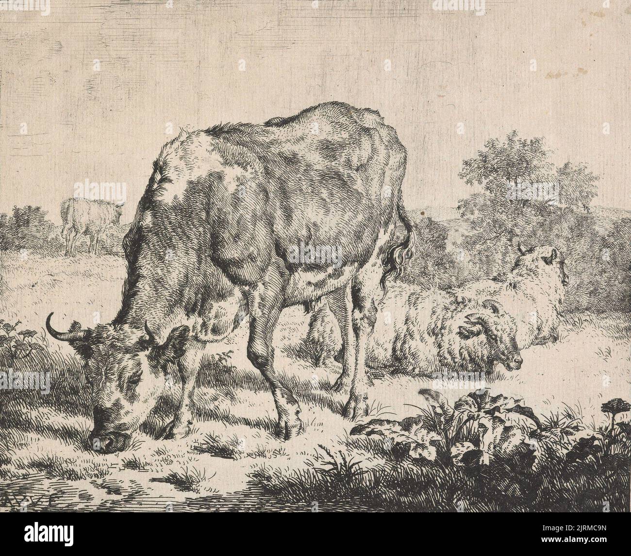 A pied bull and three sheep cows hi-res stock photography and images ...