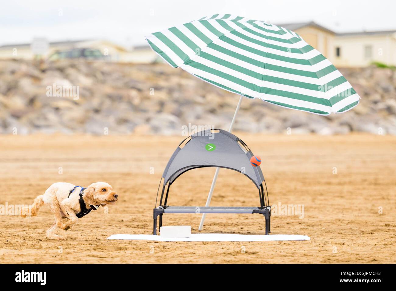 EDITORIAL USE ONLY Barney, a cocker-poo takes cover under one of MORE ...