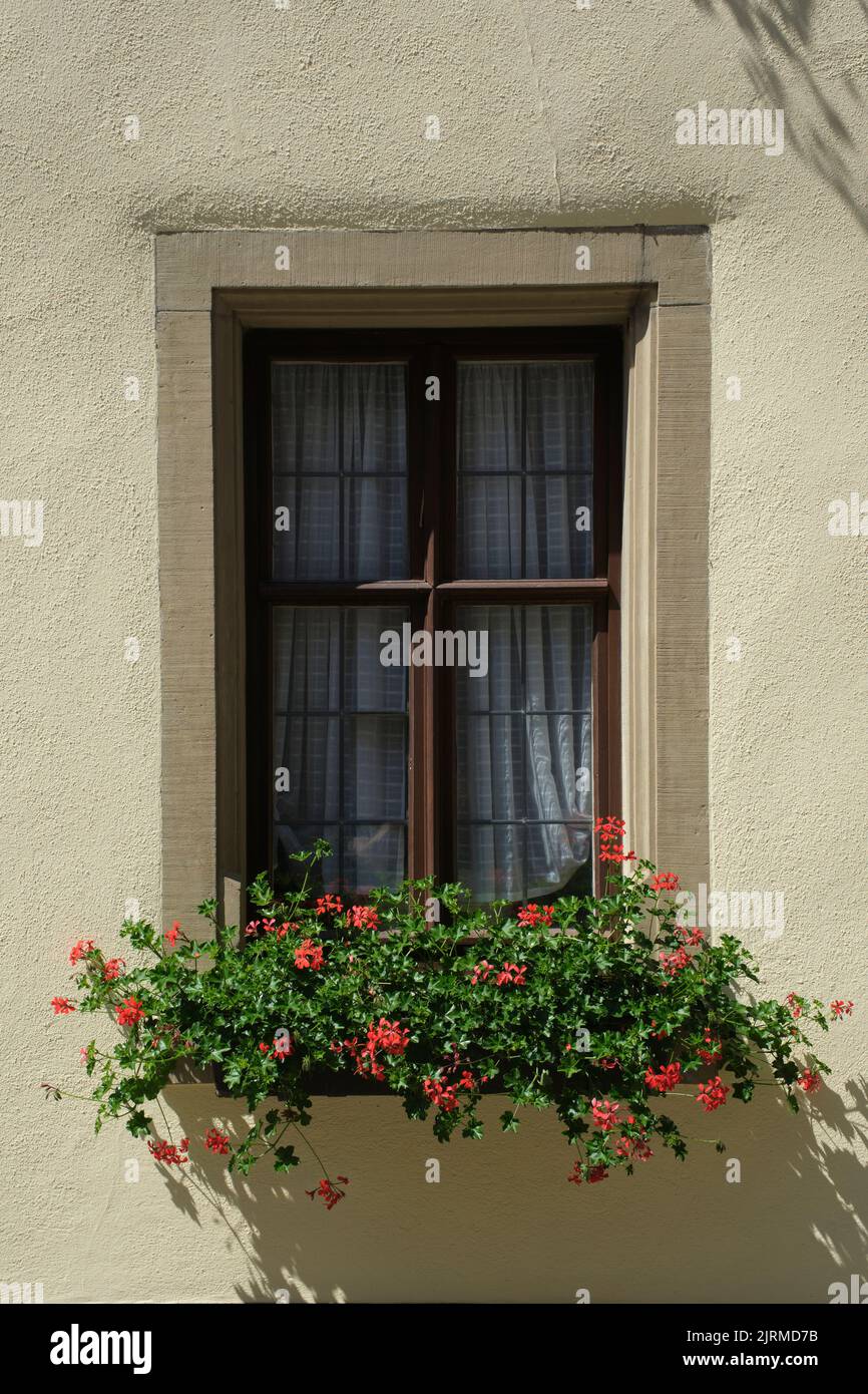Flower box full of geraniums is decorating a window in front of a house ...