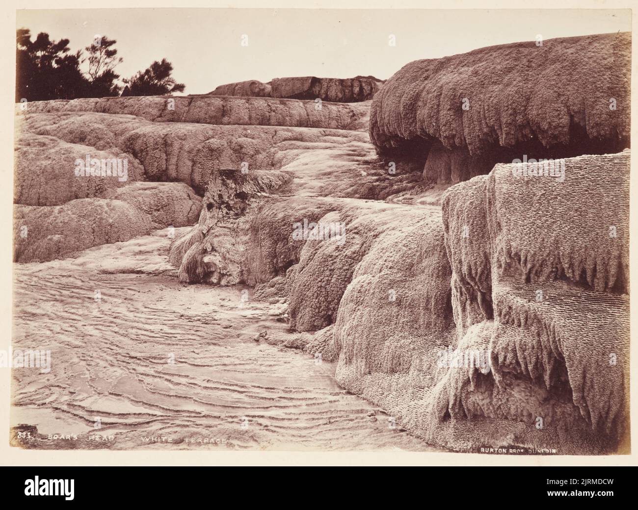 Boars Head, White Terrace, 1870s, Dunedin, by Burton Brothers Stock ...