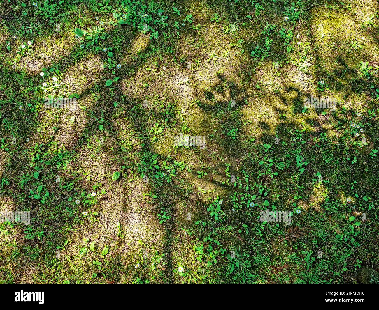 Shady pattern in a clearing with green grass and small daisies. Not a ...