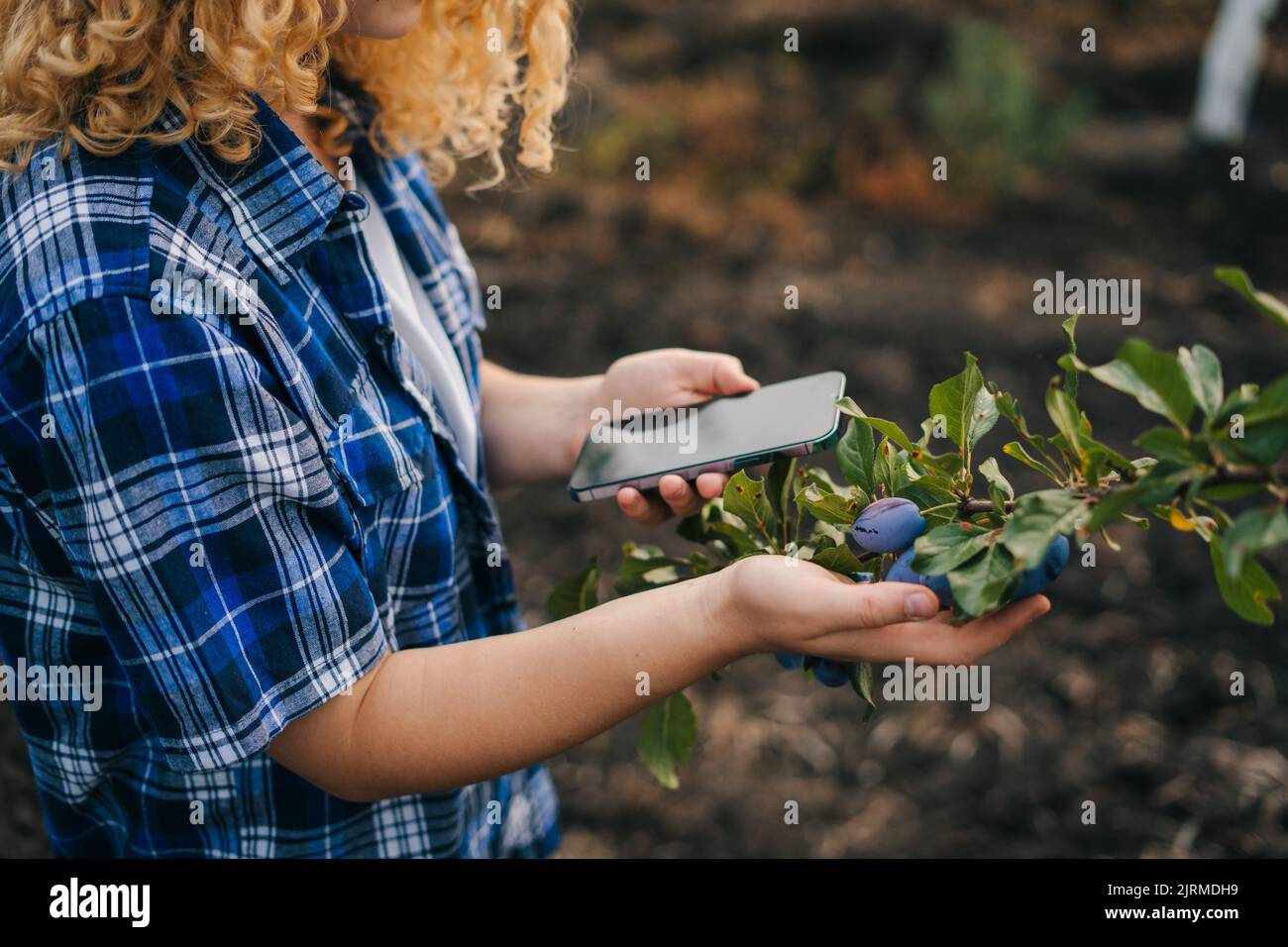 Close up portrait woman farmer with phone in plum orchard using apps ...