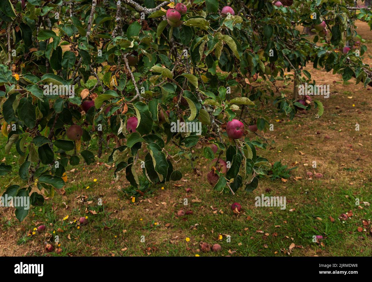 Rotten fallen apples on the grass under an apple tree. Natural compost ...