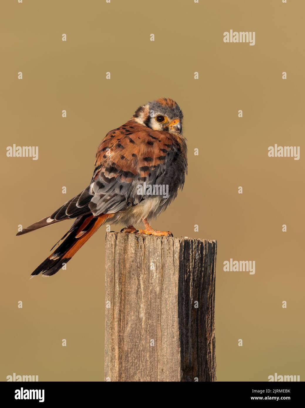 An American Kestrel perches on a fence post Stock Photo - Alamy
