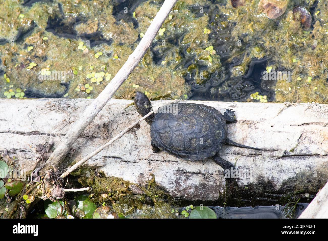 Sea turtle top view, small turtle sunbathing on tree stump in swamp. No ...