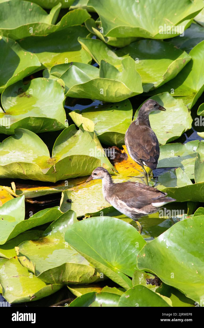 Two young goat chicken, young goat chickens (Gallinula chloropus ...