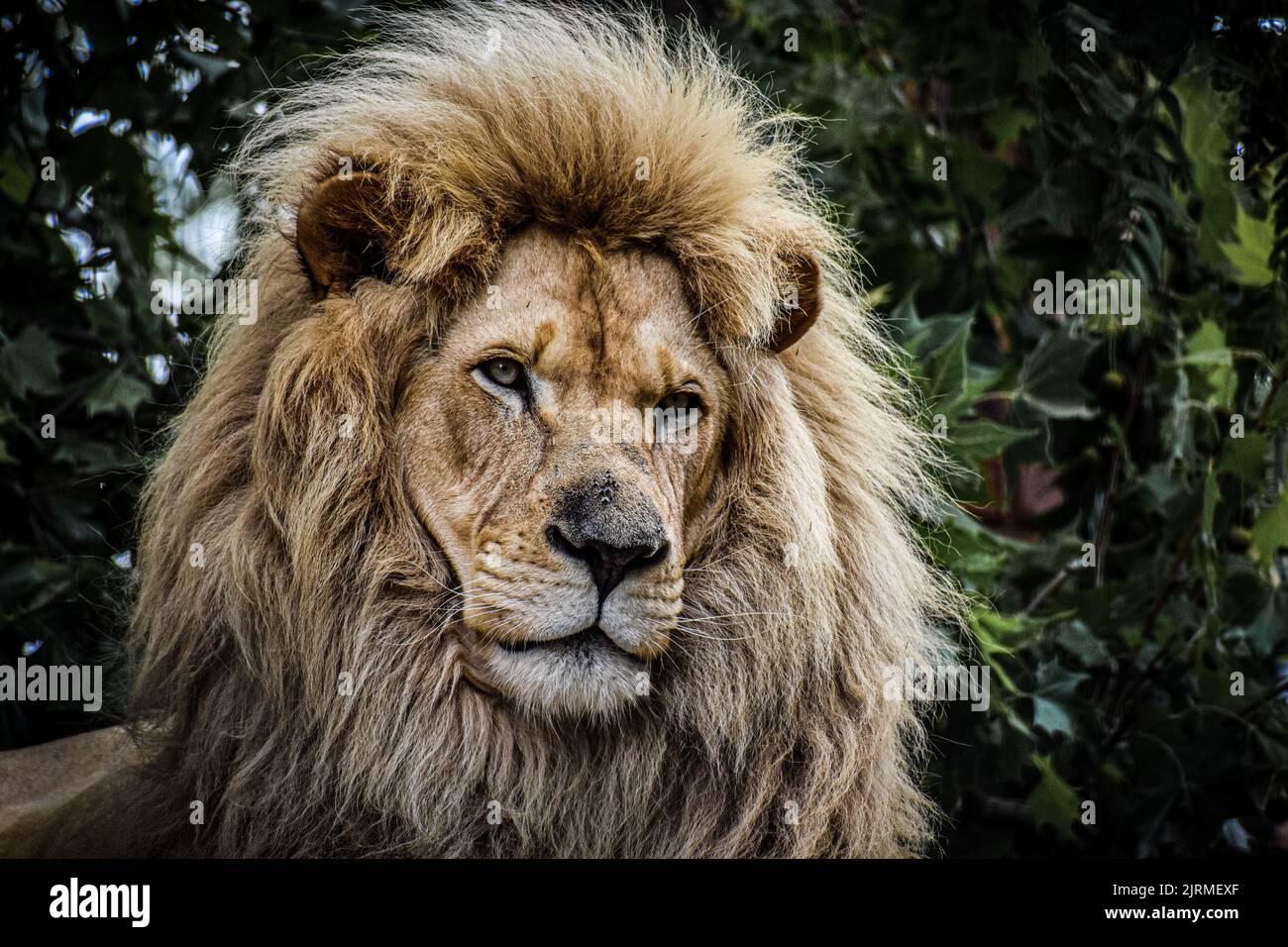 Mighty head hi-res stock photography and images - Alamy