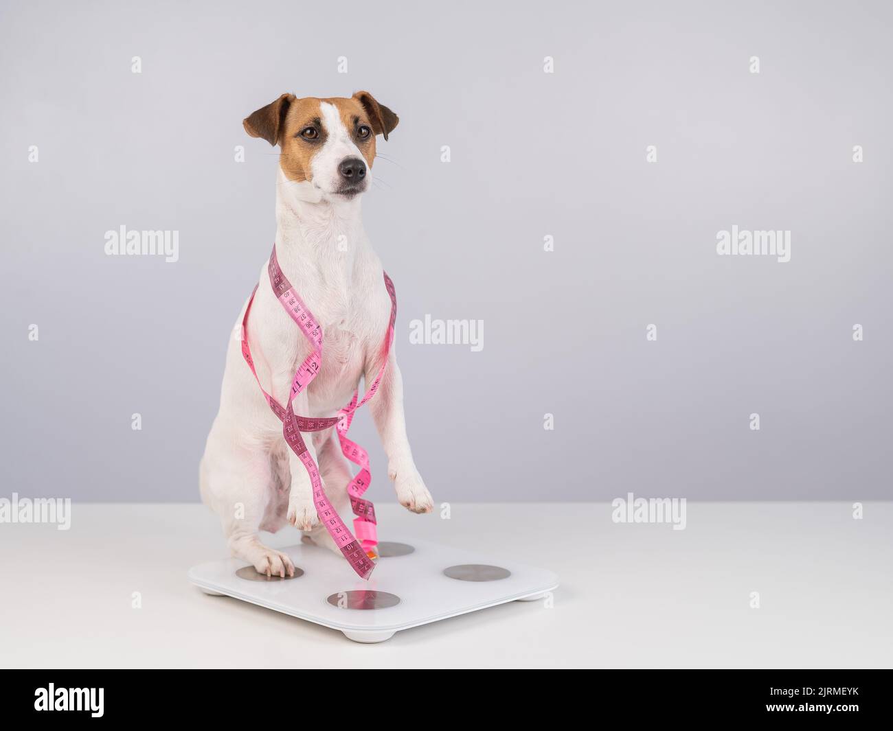 Dog jack russell terrier stands on a scale with a measuring tape Stock ...