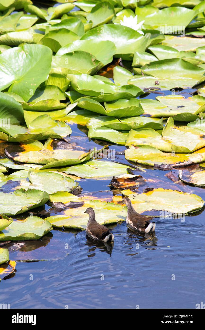 Two young goat chicken, young goat chickens (Gallinula chloropus ...