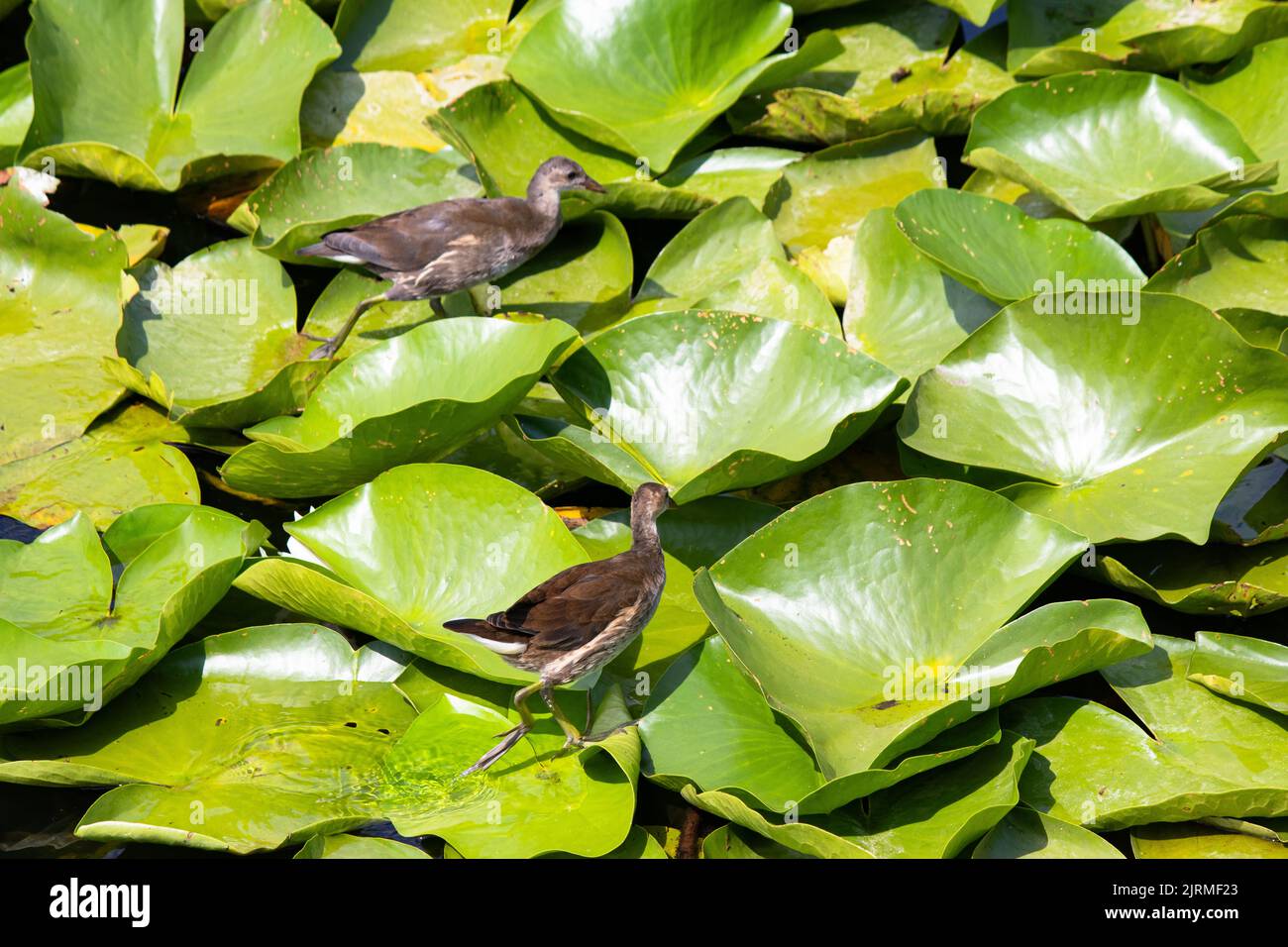 Chickens with colorful plumage hi-res stock photography and images - Alamy