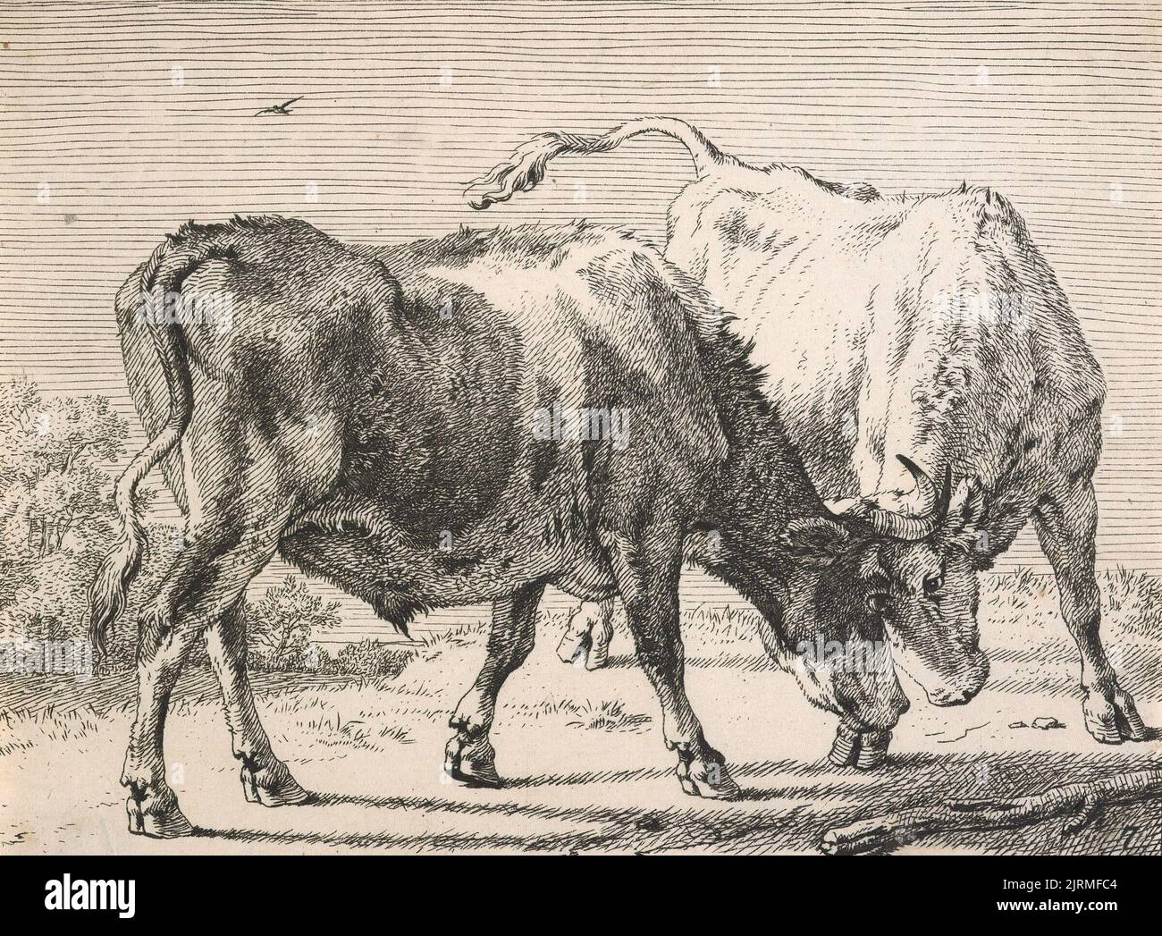 7 oxen hi-res stock photography and images - Alamy