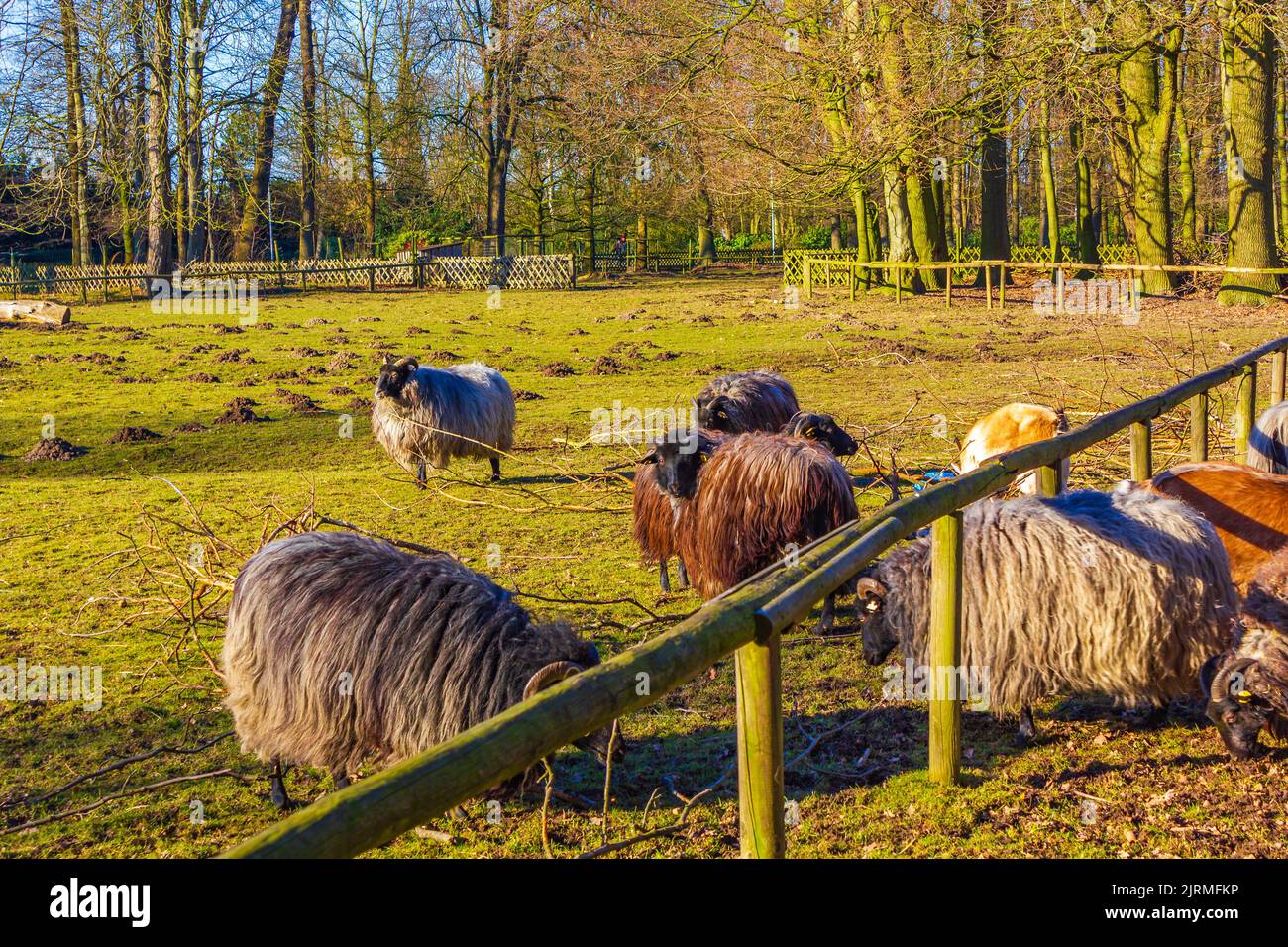 Young cute small goats sheep with horns antlers while grassing eating ...