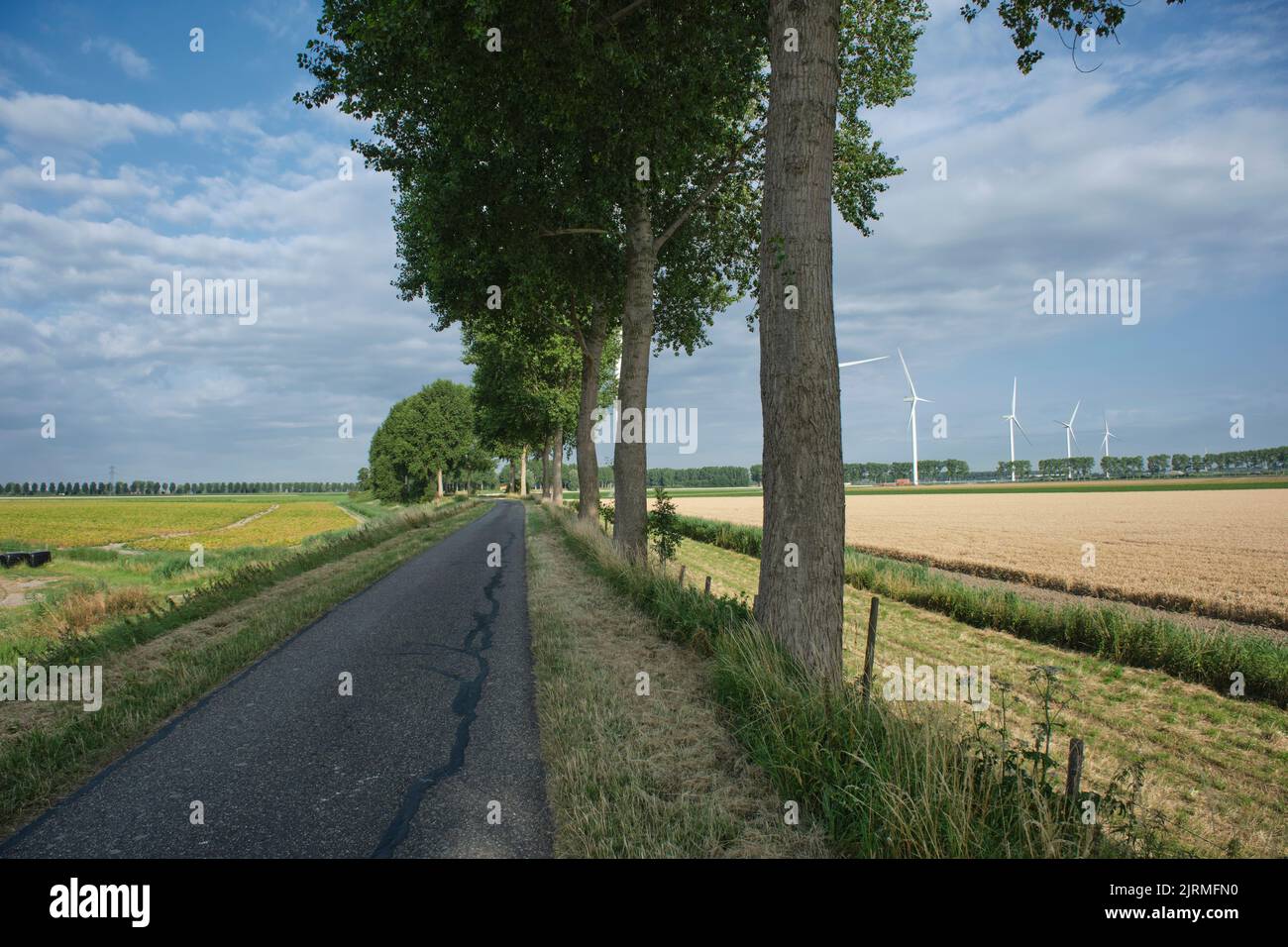 Country road next to a dike and between rows of tall trees on a sunny ...