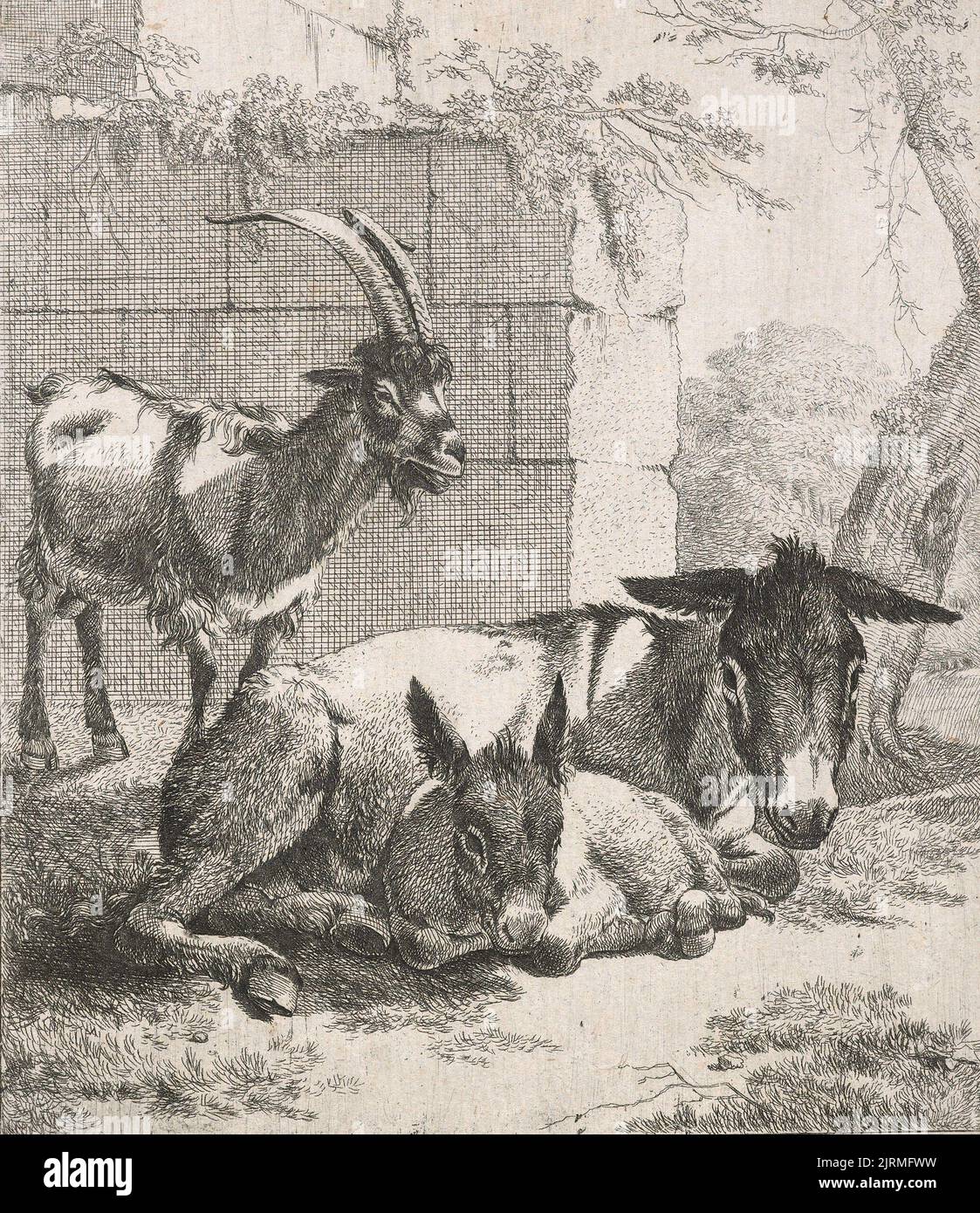 Sheep, goats and cows series: Donkey and her foal, and a goat., 1668-1670, Germany, by Johann ...