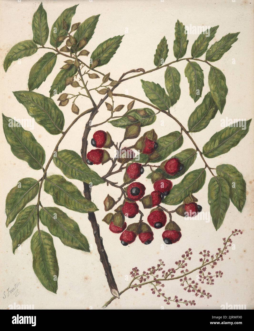 Titoki hi-res stock photography and images - Alamy