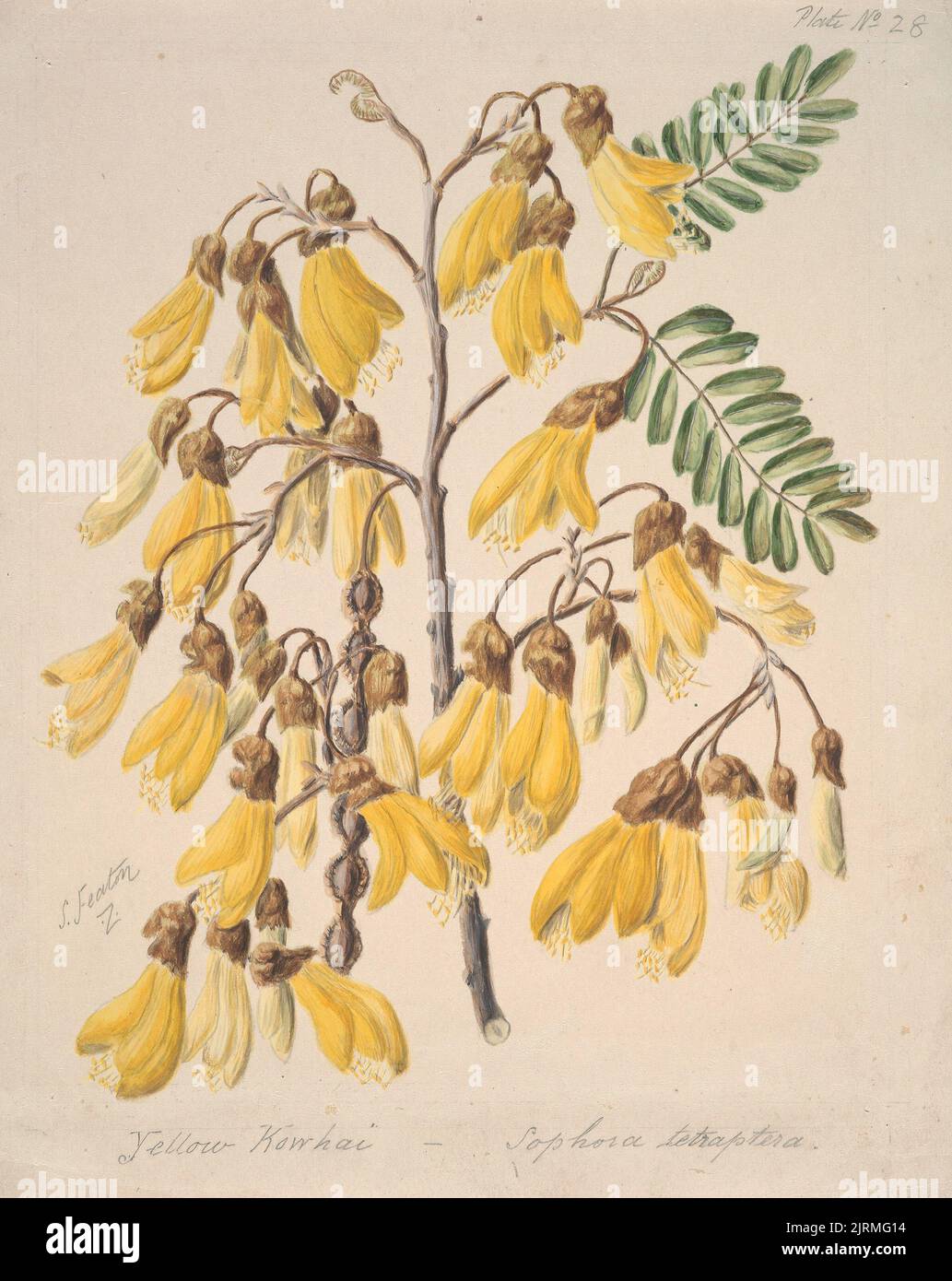 Yellow Kowhai, circa 1885, New Zealand, by Sarah Featon Stock Photo - Alamy