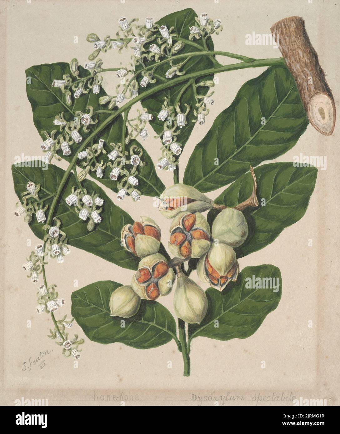 Kohekohe hi-res stock photography and images - Alamy