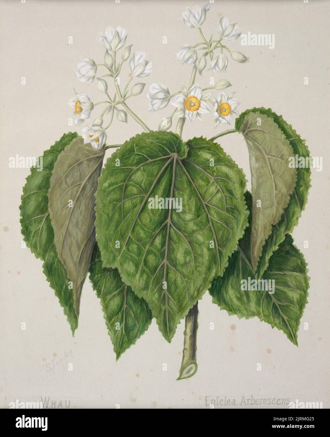 Whau. Cork tree, circa 1885, New Zealand, by Sarah Featon Stock Photo ...