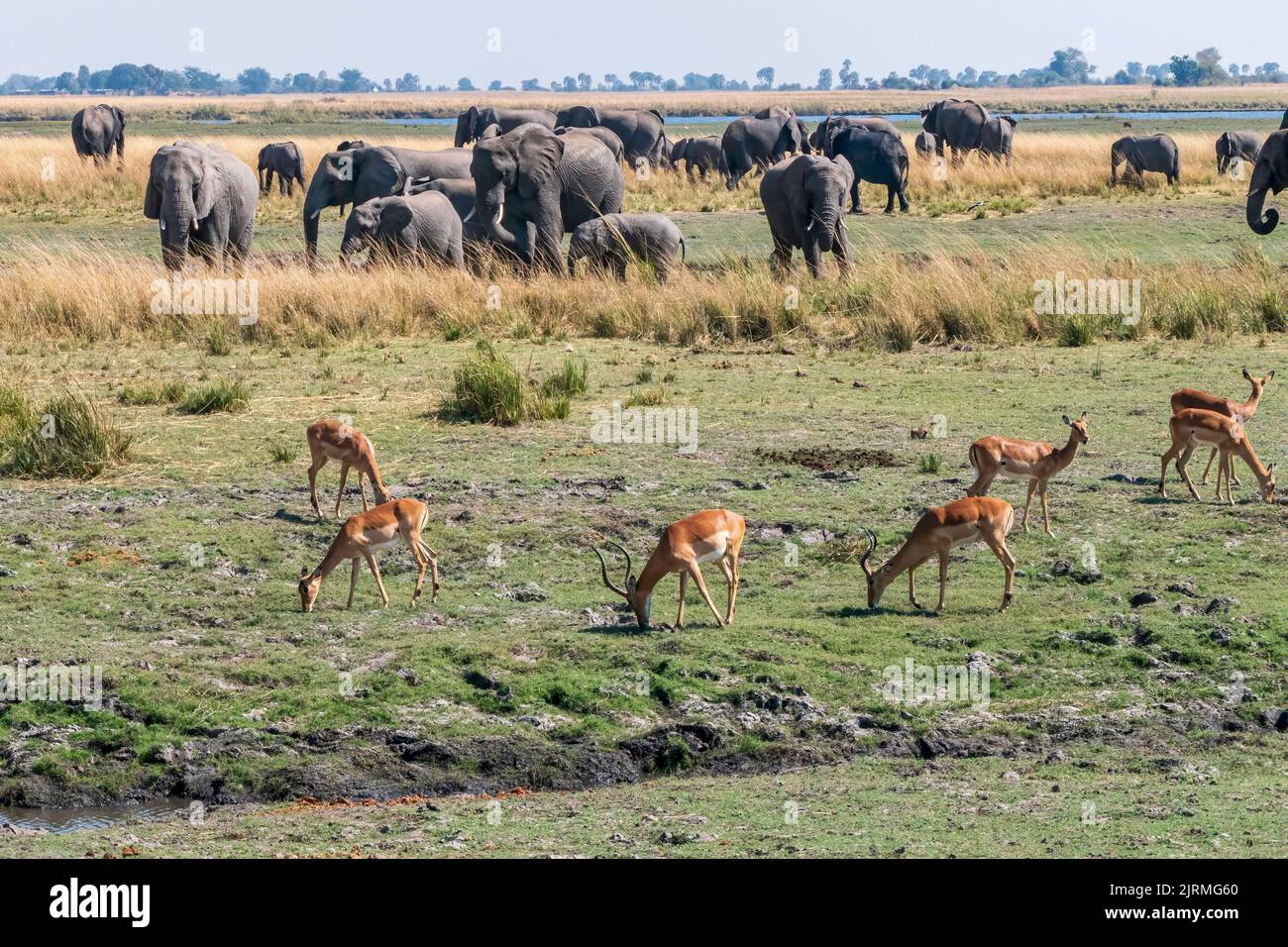 Zimbabwe antelopes hi-res stock photography and images - Alamy