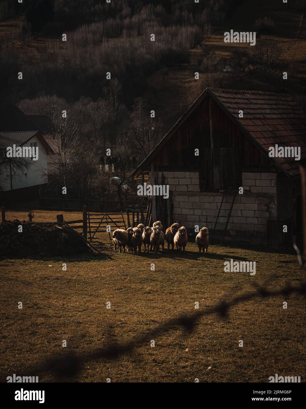 The vertical view of sheep flock in the fenced field by the barn under ...