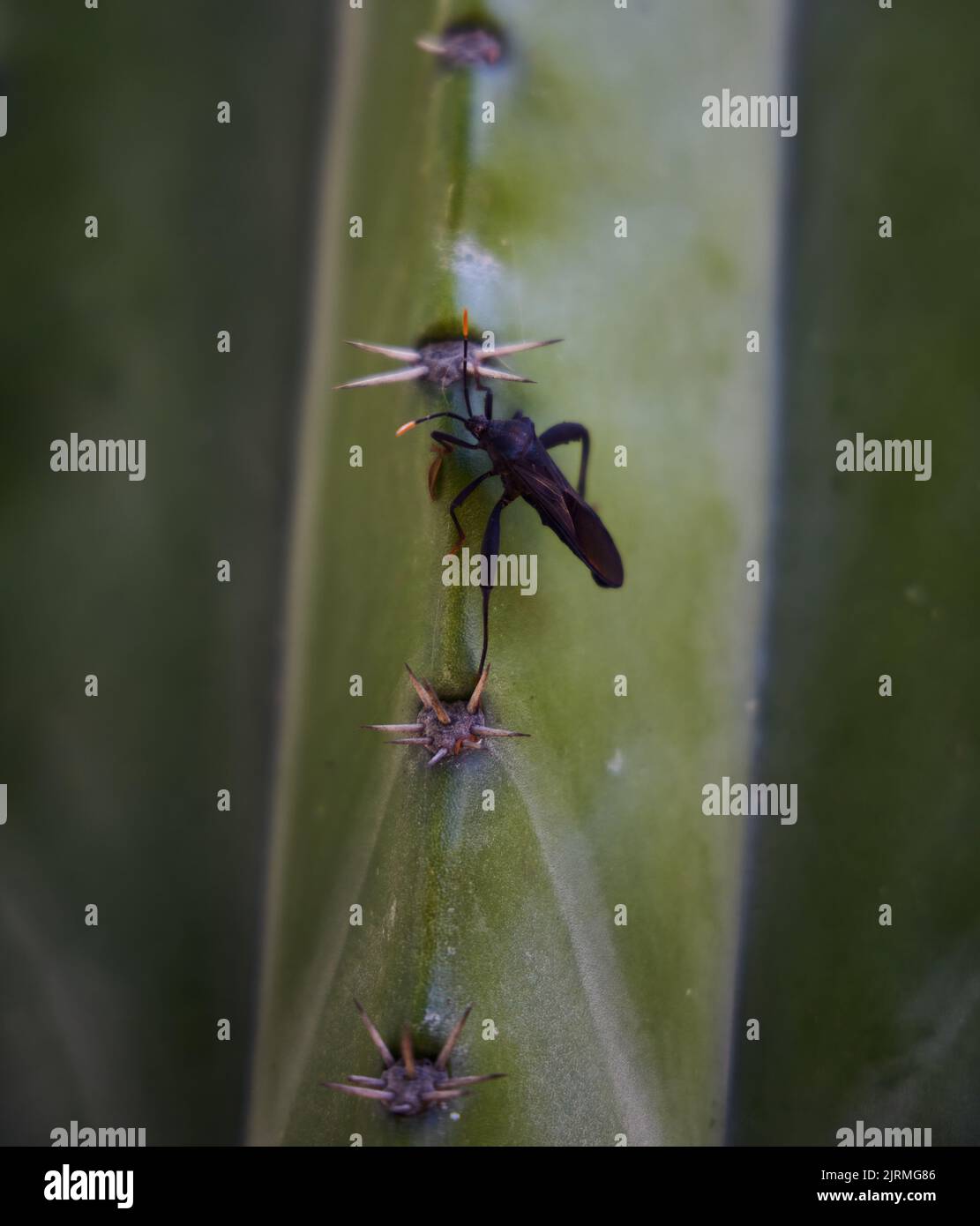 The vertical close-up view of an Acanthocephala terminalis bug on the ...