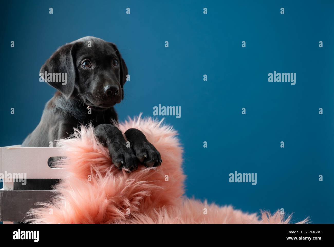 Adorable black labrador retriever puppy in a wooden box with fluffy ...